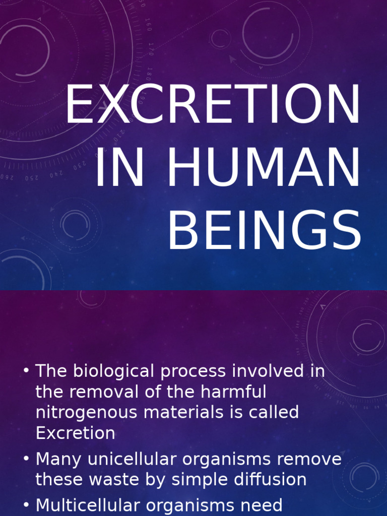 Excretion in Human Beings | PDF