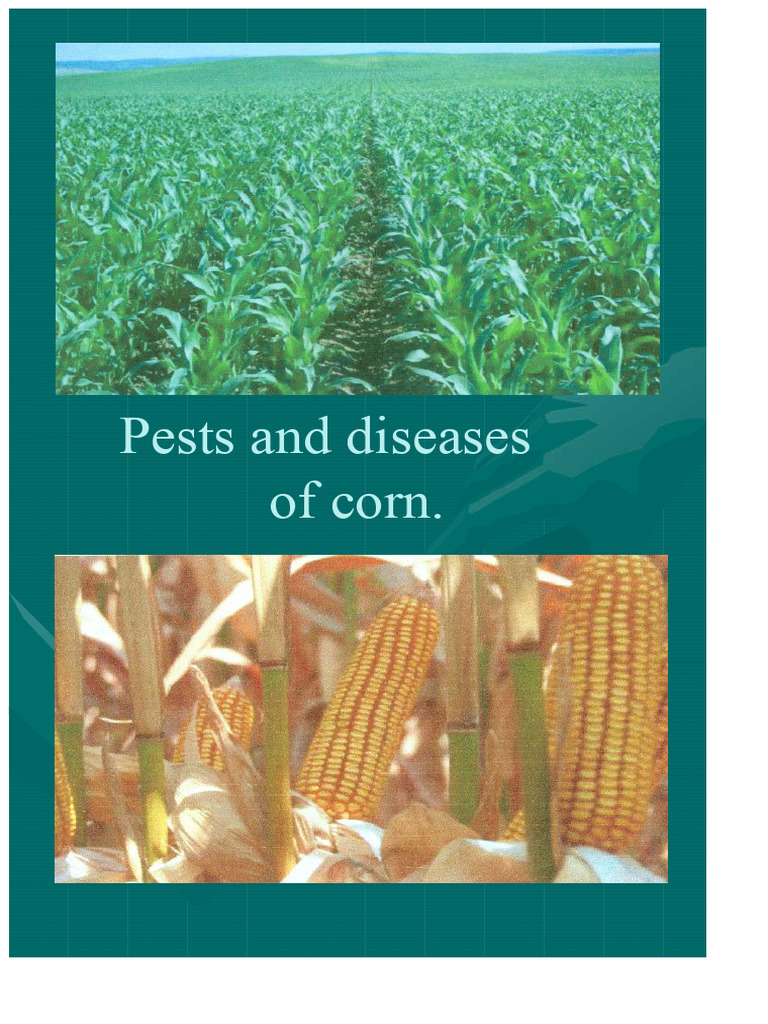 Pests and Diseases of Corn | PDF