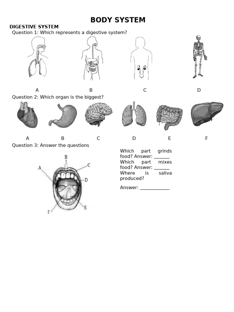 Comprehensive Body Systems Quiz | PDF | Blood | Circulatory System