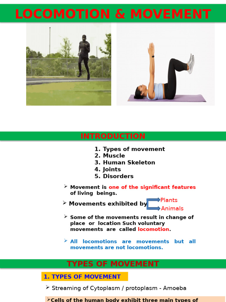 Locomotion & Movement RCC | PDF | Muscle Contraction | Skeletal Muscle