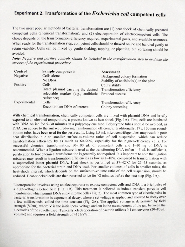 Transformation of The E.coli Competent Cells | PDF