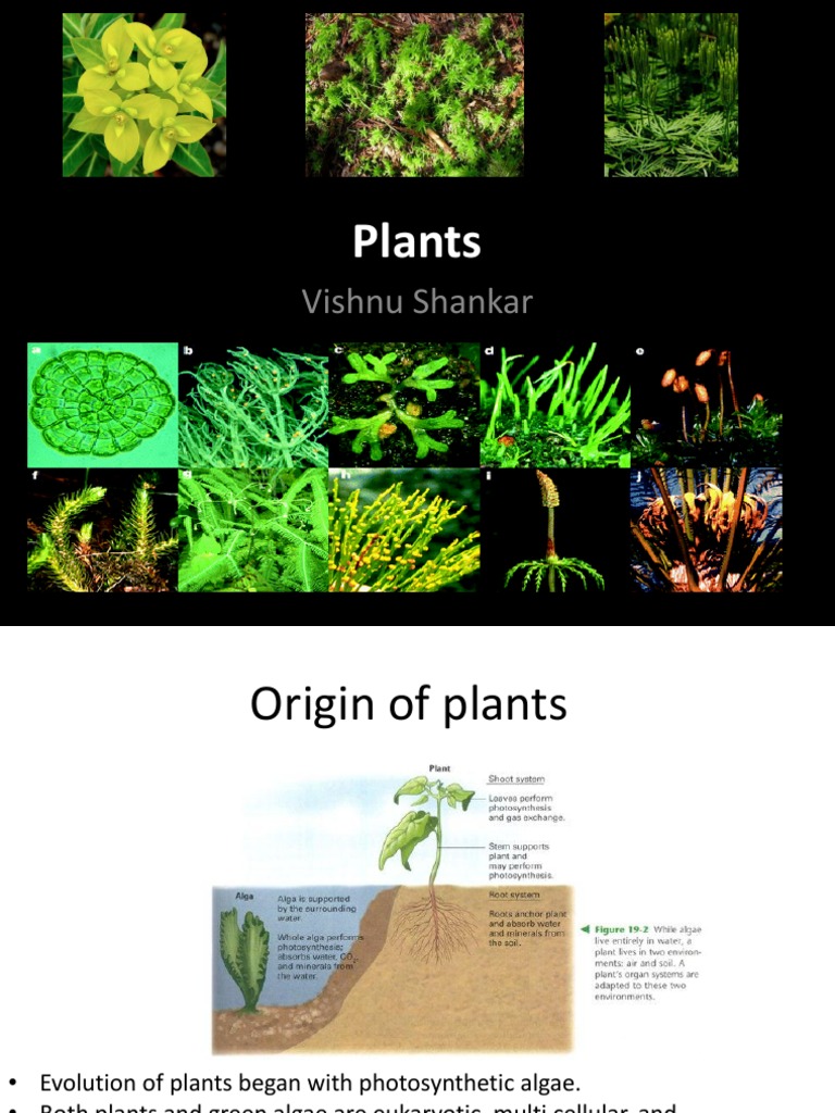 Plants | PDF | Plants | Ploidy