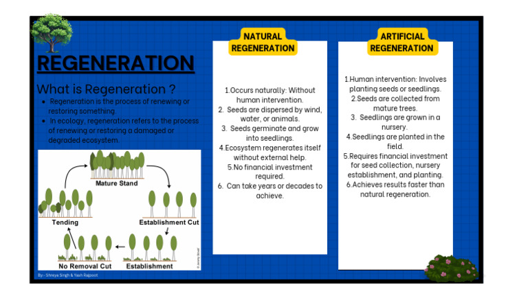 Natural vs. Artificial Ecosystem Regeneration | PDF