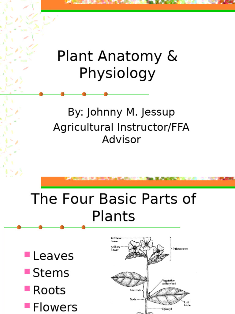 Plant Anatomy Physiology Pdf Leaf Plant Stem