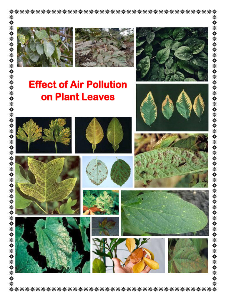 Impact of Air Pollution on Plant Leaves | PDF | Air Pollution | Combustion
