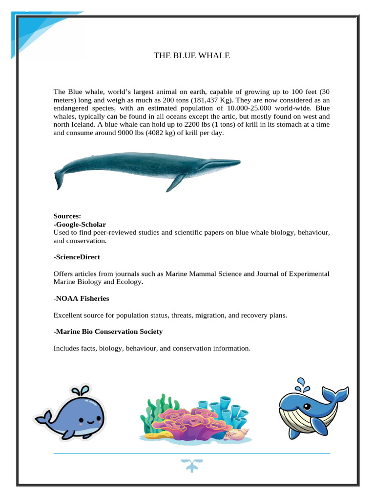 Blue Whale Facts and Conservation Status | PDF