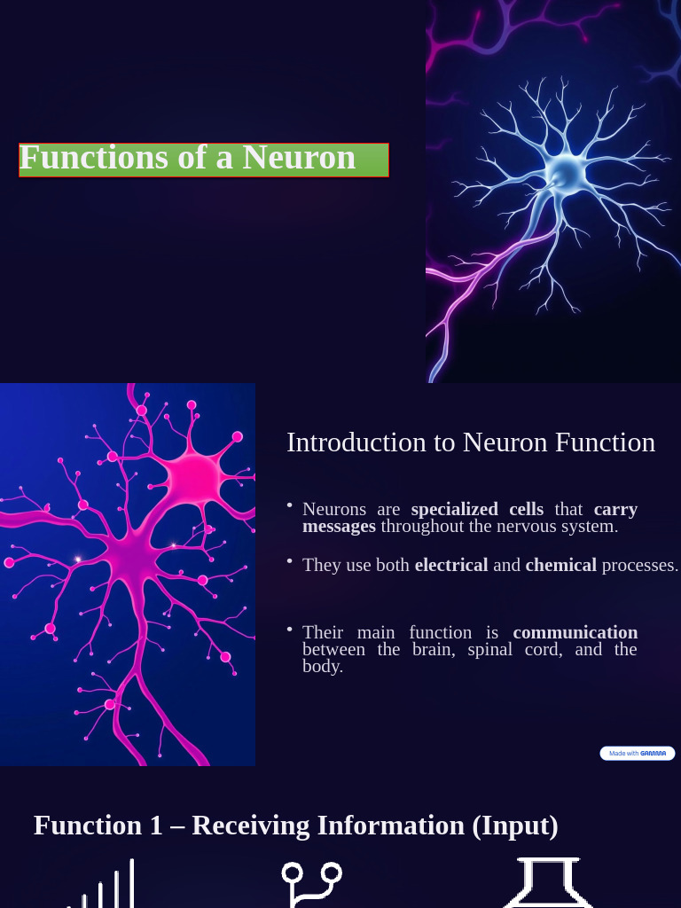 Functions of Neurons Explained | PDF | Neuron | Axon