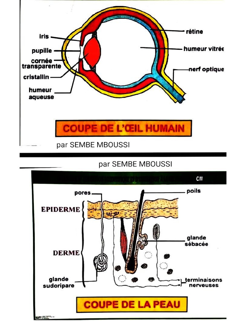 3eme SVT SEMBE | PDF
