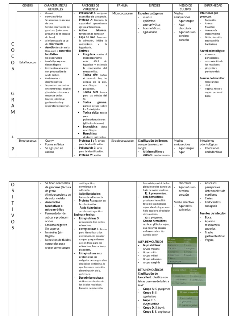 Características y Enfermedades de Cocos Gram+ y Gram- | PDF ...