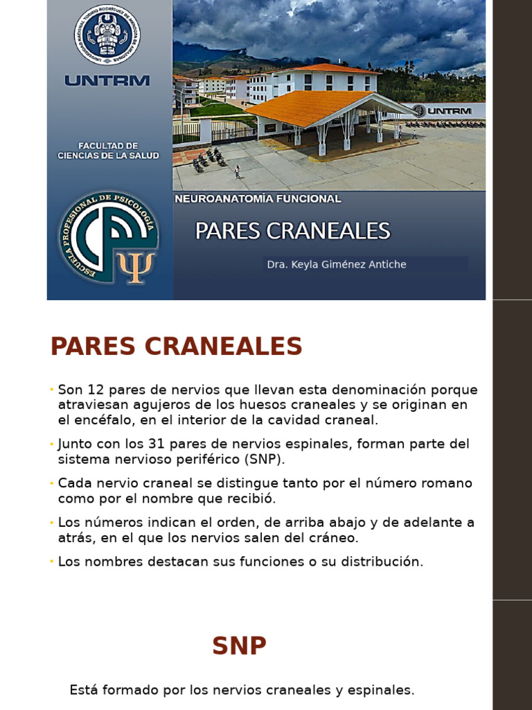 Pares Craneales (Autoguardado) | PDF | Cráneo | Nervio