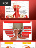 Anatomía del Tectum y Tegmentum | PDF | Anatomía | Cerebro
