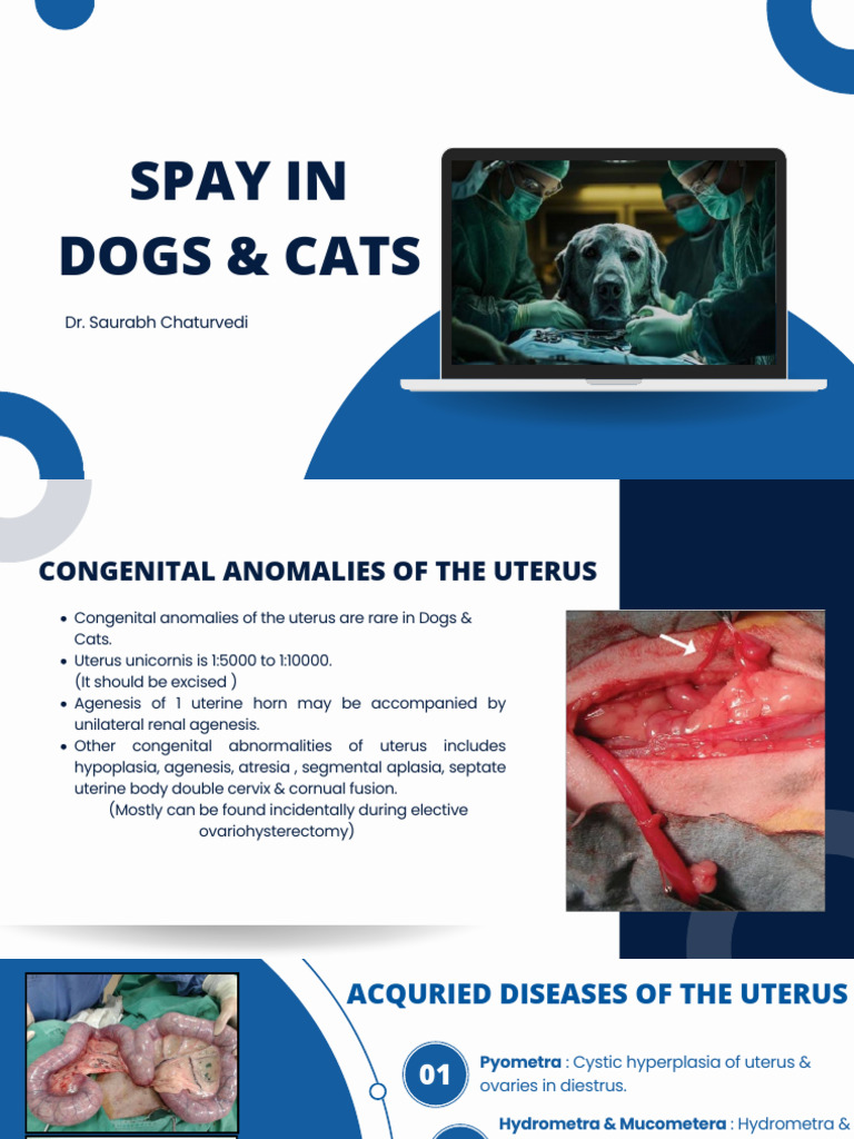 Uterine Disorders in Dogs and Cats | PDF | Neutering | Uterus