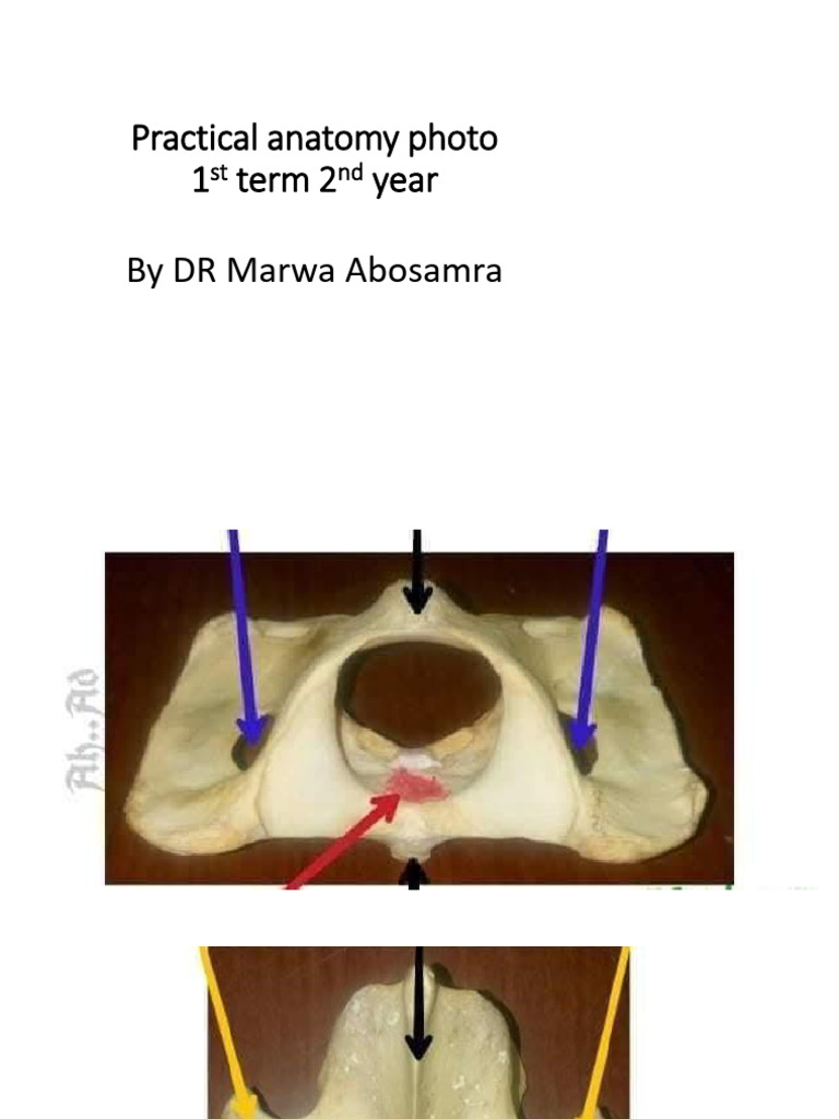 Practical Anatomy Photo | PDF