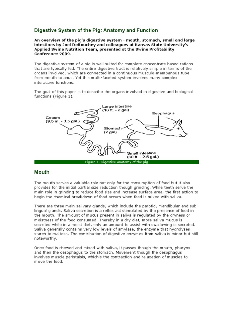 Anatomy and Function of Pig Digestion | PDF | Stomach | Digestion