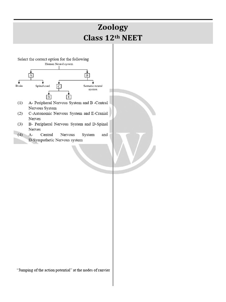 12th Neet Paper | PDF | Central Nervous System | Axon