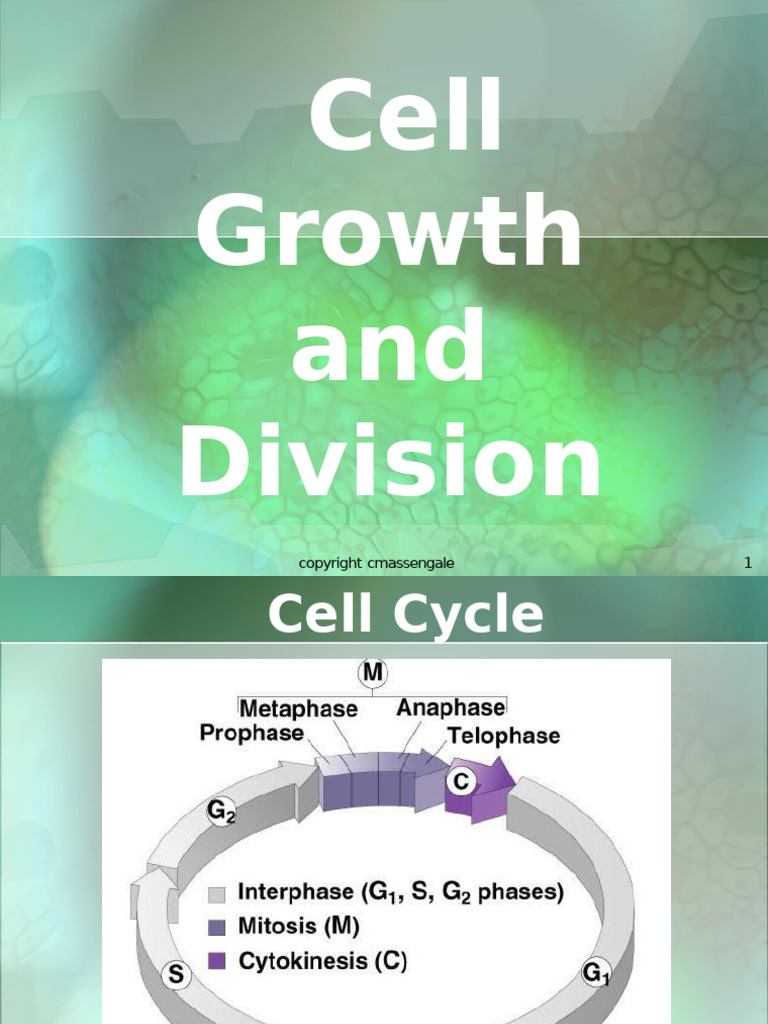 Cell Cycle by Dr.nuwagaba Ambrose | PDF