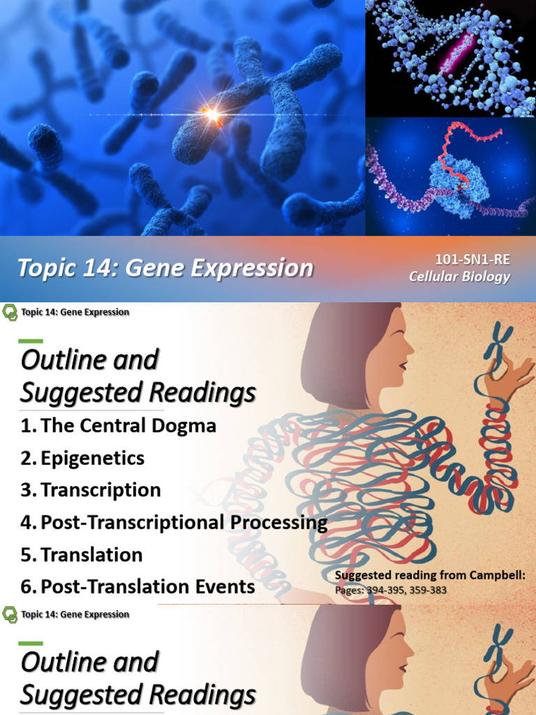101-SN1-RE Lecture 14 Gene Expression FILLED | PDF | Translation ...