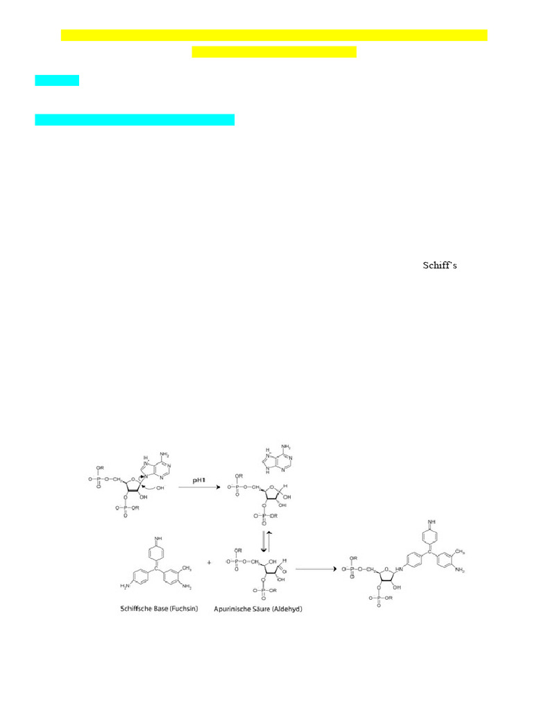 Feulgen Reaction for DNA Detection | PDF | Staining | Fixation (Histology)