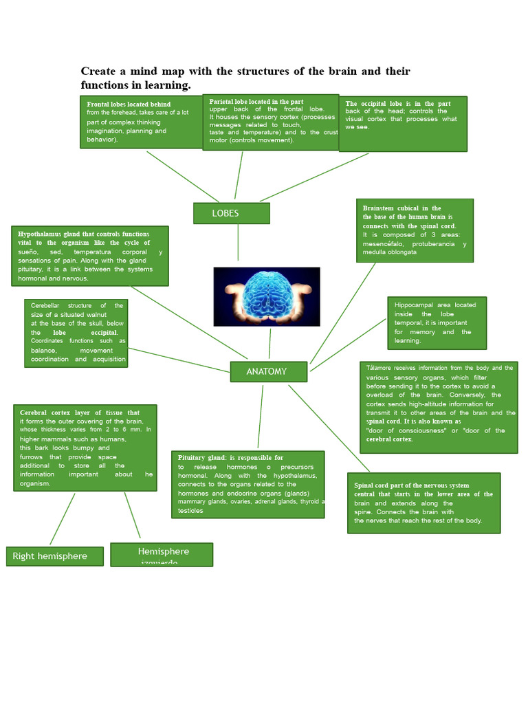 Create A Mind Map With The Structures of The Brain and Their Functions ...