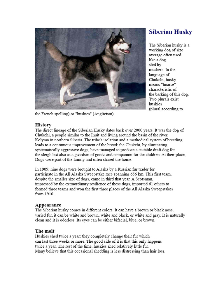 Siberian Husky | PDF | Dogs | Subspecies Of Canis Lupus