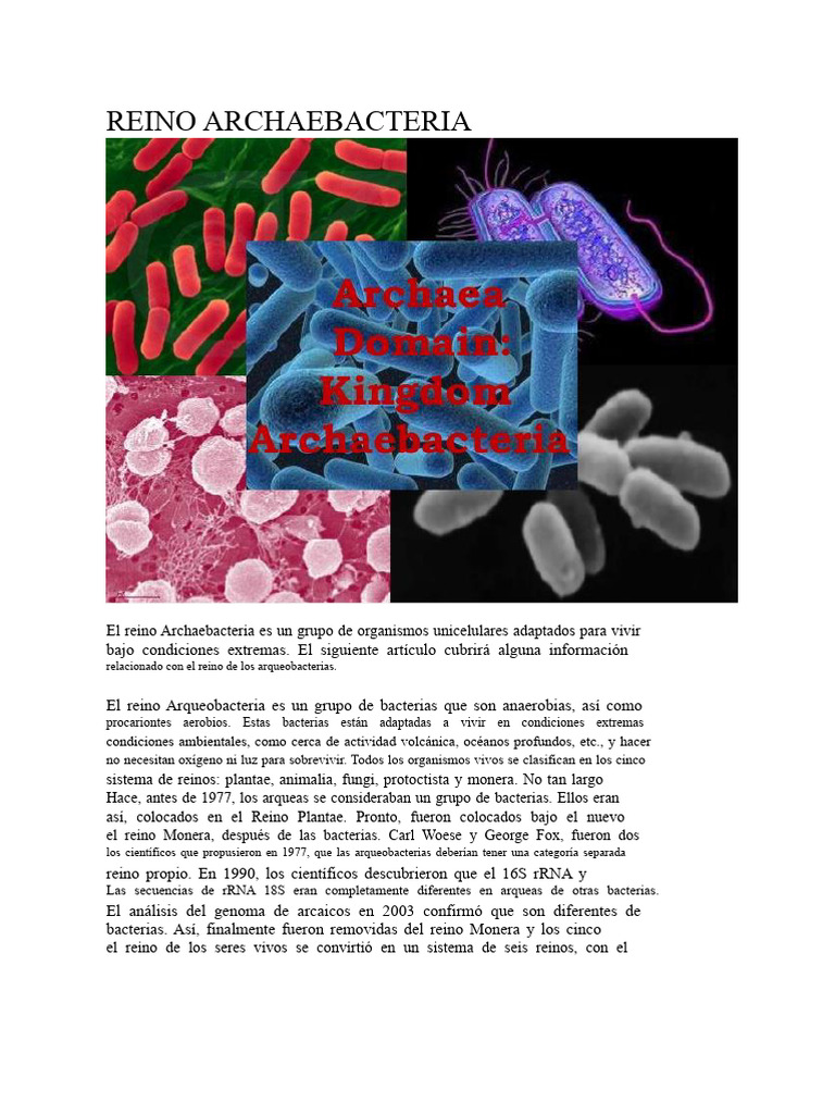 Características del Reino Archaebacteria | PDF | Archaea | Las bacterias