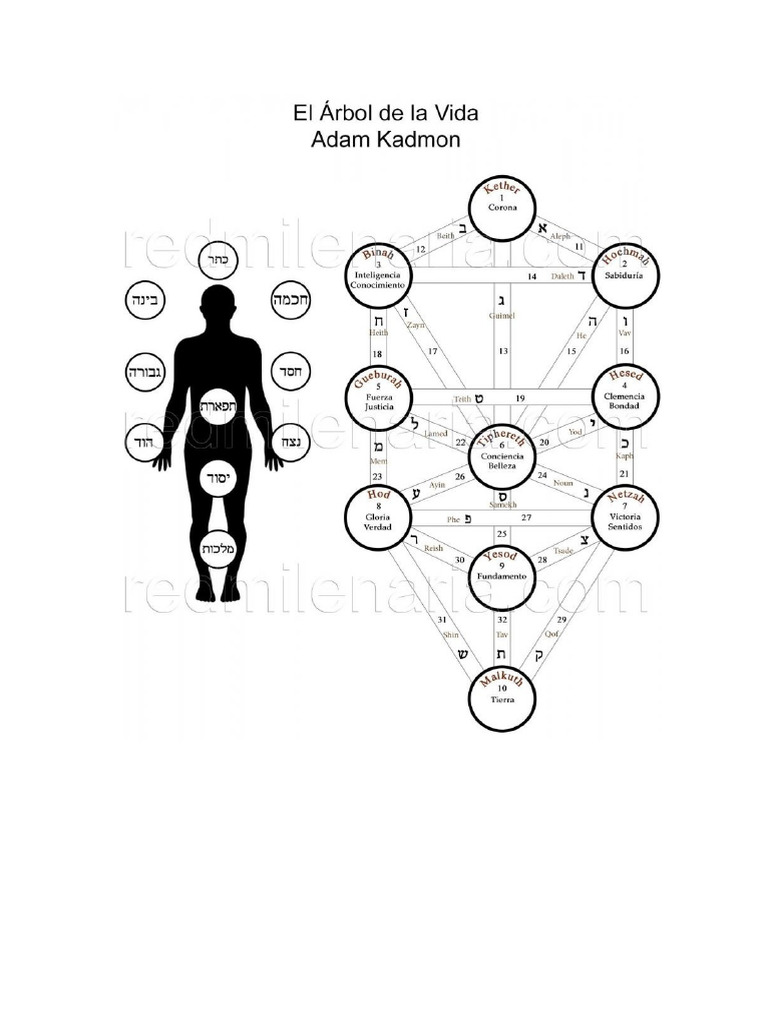 The tree of life and Adam Kadmon | PDF