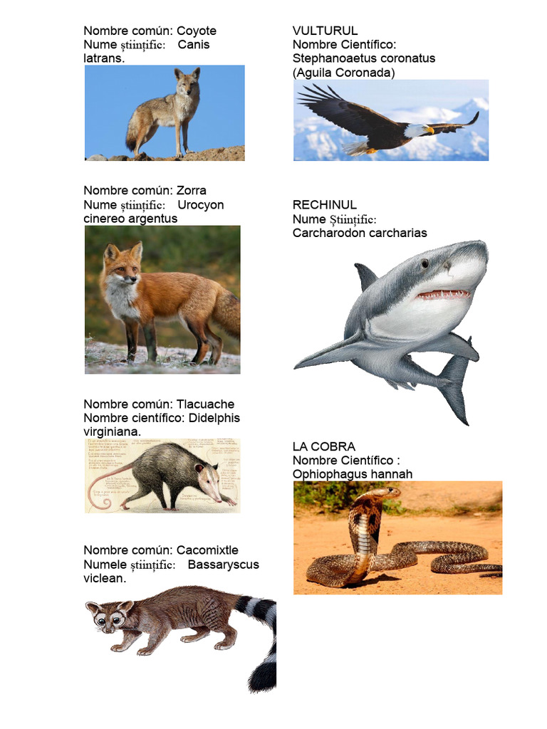 50 Animale Cu Fotografii Și Numele Lor Științifice | PDF | Carnívoros ...