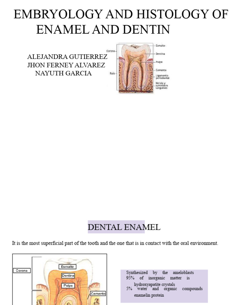 EMBRYOLOGY AND HISTOLOGY OF ENAMEL AND DENTIN.pptx | PDF | Dentin ...