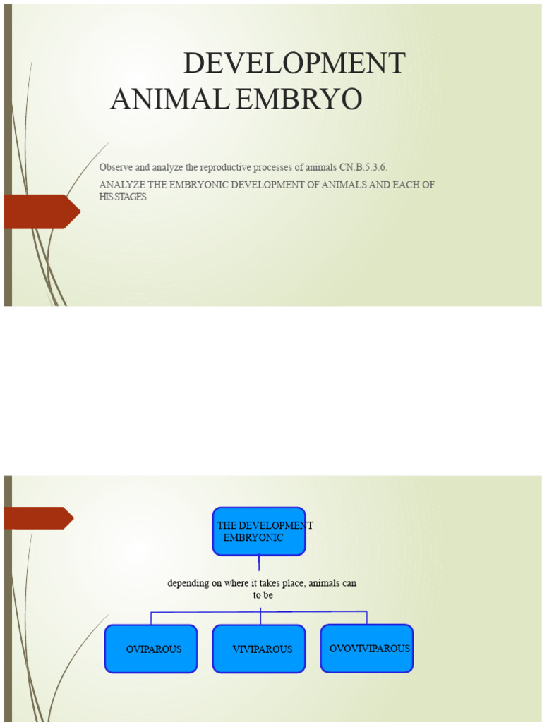 Animal Embryonic Development | PDF | Embryo | Egg