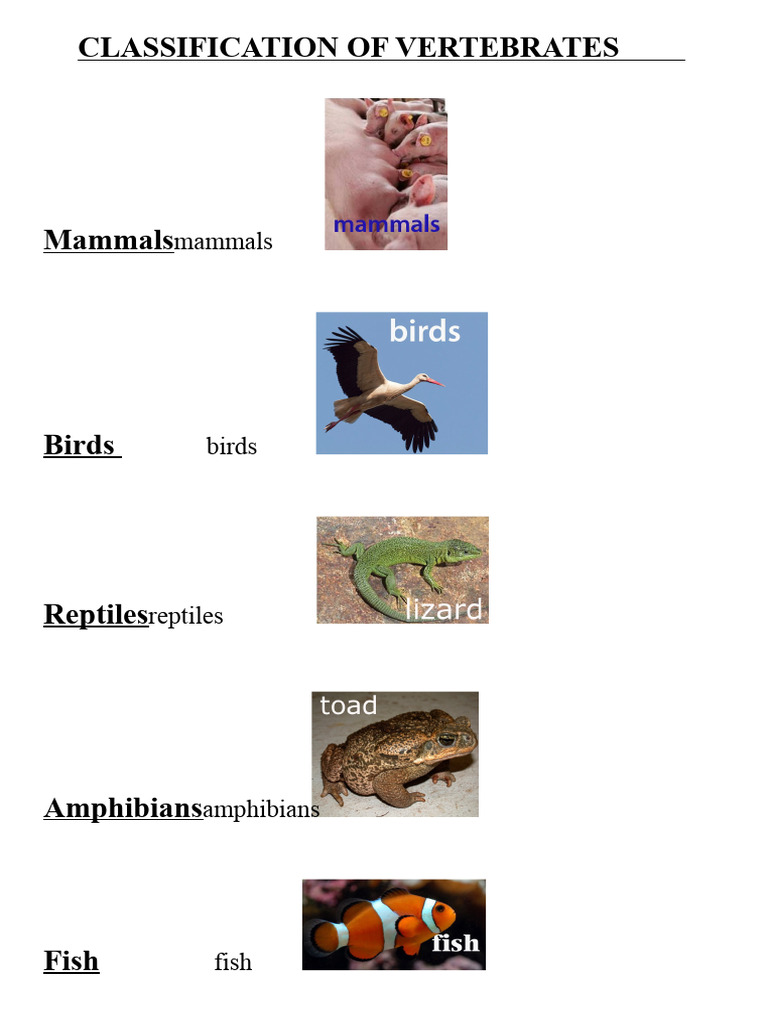 science, vertebrates and invertebrates, 4th grade primary | PDF
