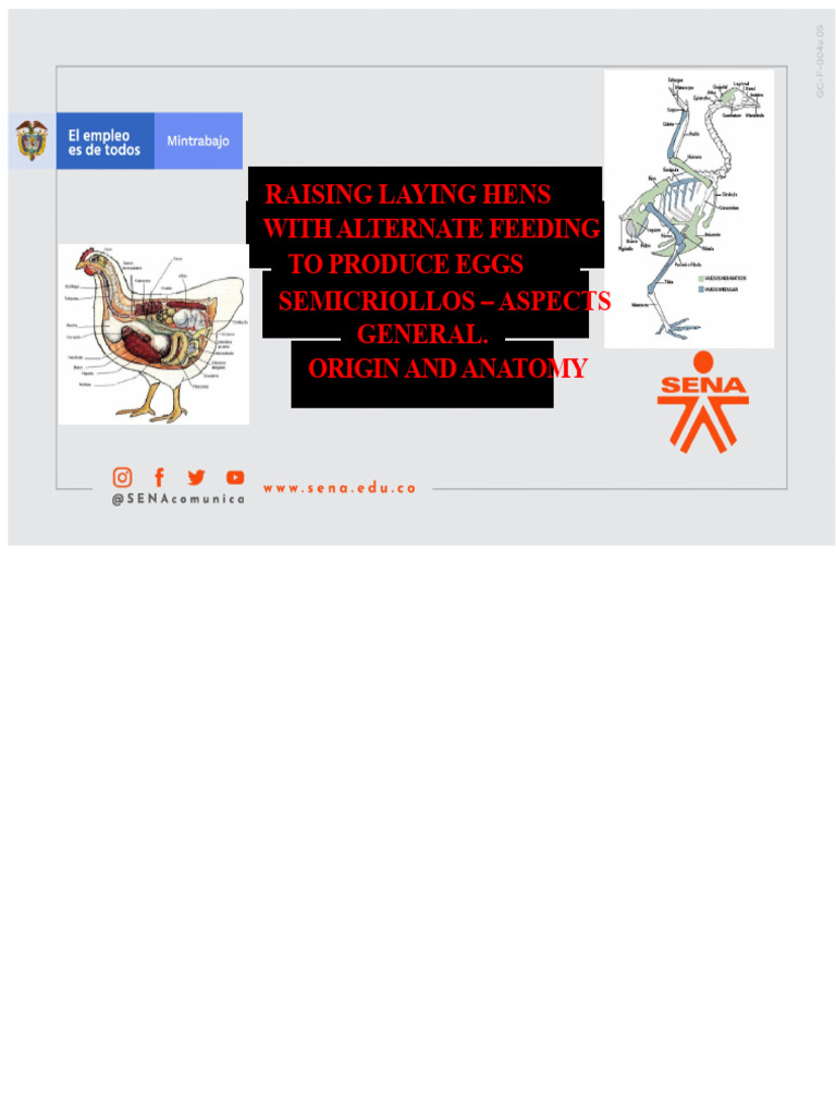 Raising Laying Hens: Anatomy & Care | PDF | Dinosaurs | Feather