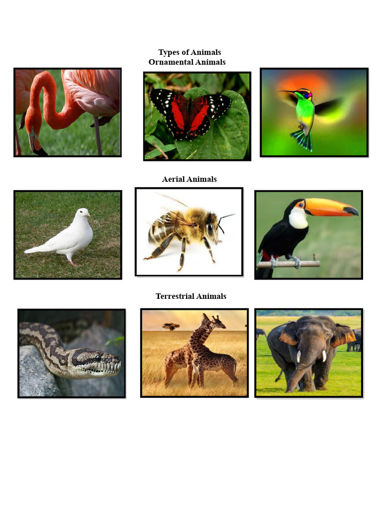 Types of Animals Aerial Animals Terrestrial Animals Aquatic Animals ...