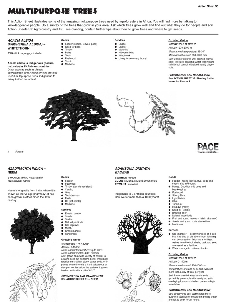File Forests Multipurpose Trees | Trees | Soil