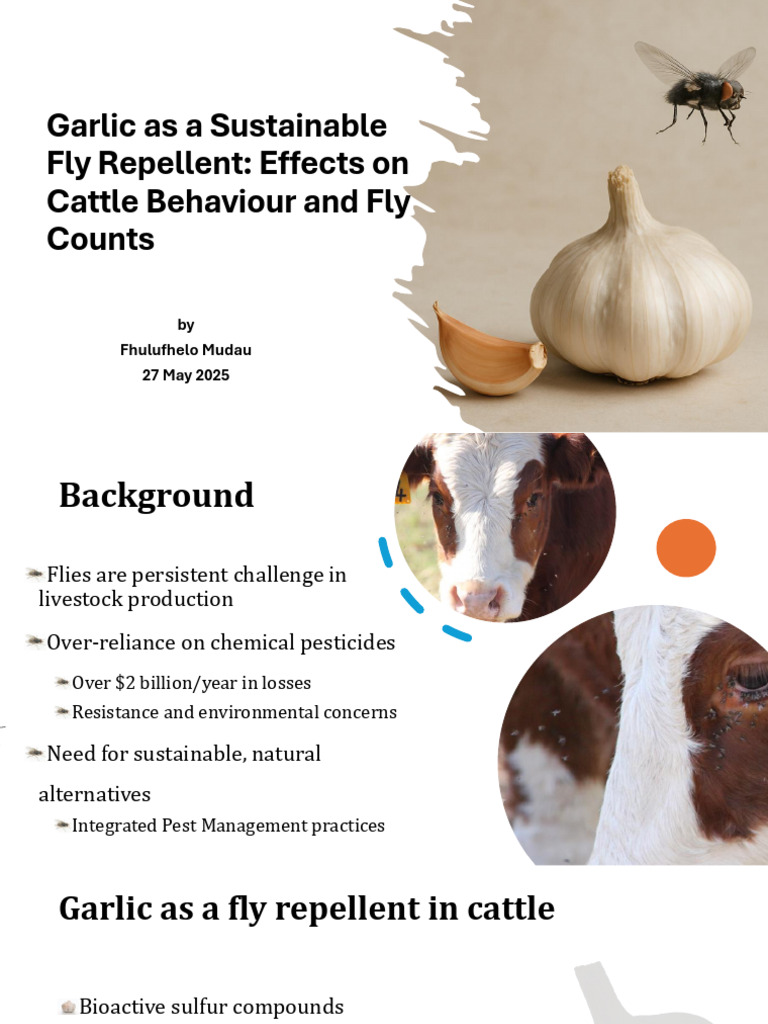 Garlic-Based Fly Control for Cattle | PDF | Garlic | Agriculture