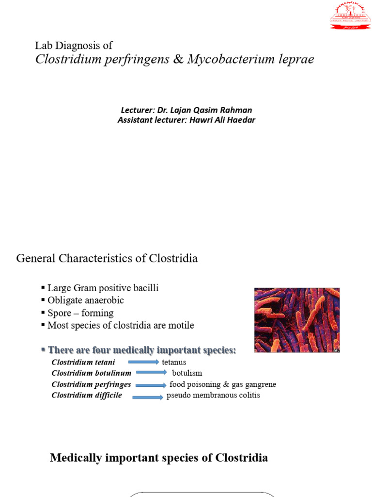 Lab 2 - Clostridia Mycobacteria | PDF | Mycobacterium | Bacteria