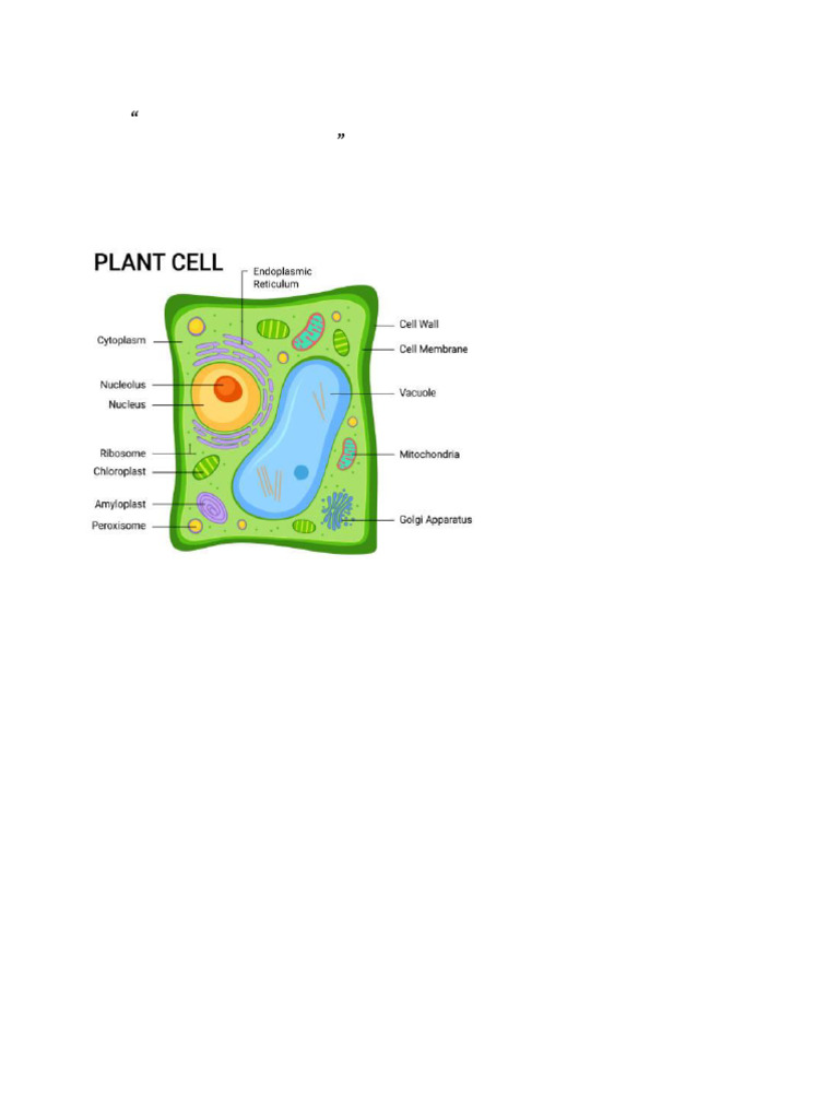 Chapter-3- Plant Cell Types AndFunction | PDF | Cell (Biology ...