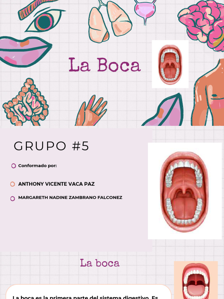 Exposición | PDF | Boca | Digestión