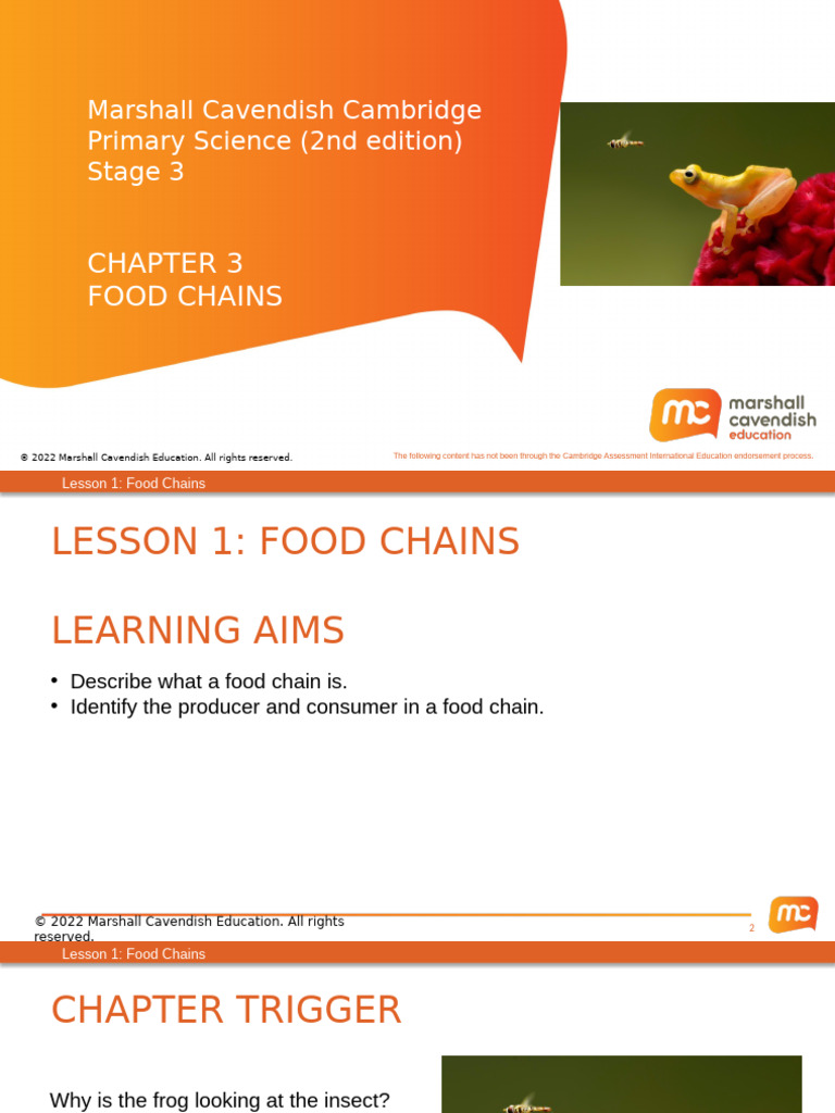 Understanding Food Chains in Science | PDF | Foods | Ecology
