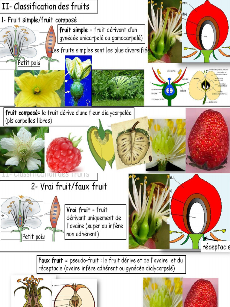 Fruit | PDF