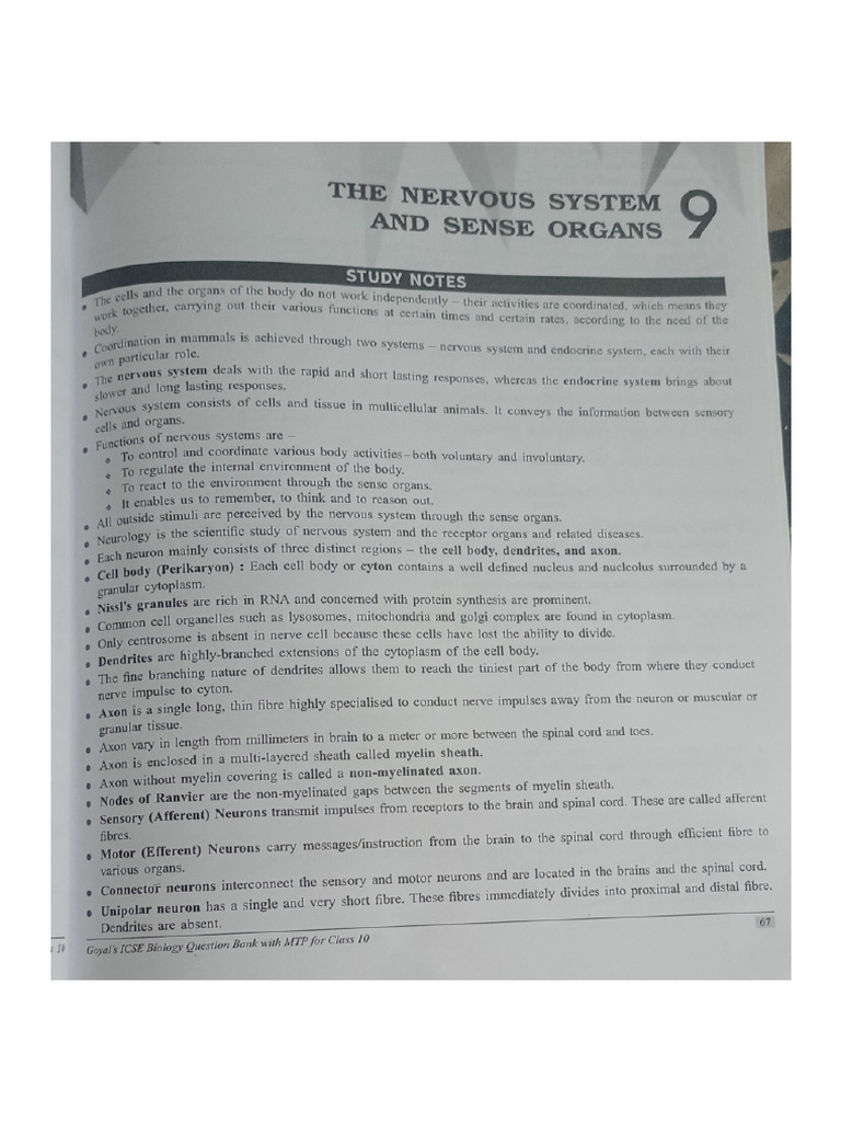Class 10 Biology The Nervous System and Sense Organs | PDF