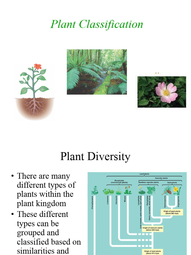 Plant Classification | PDF | Plants | Leaf