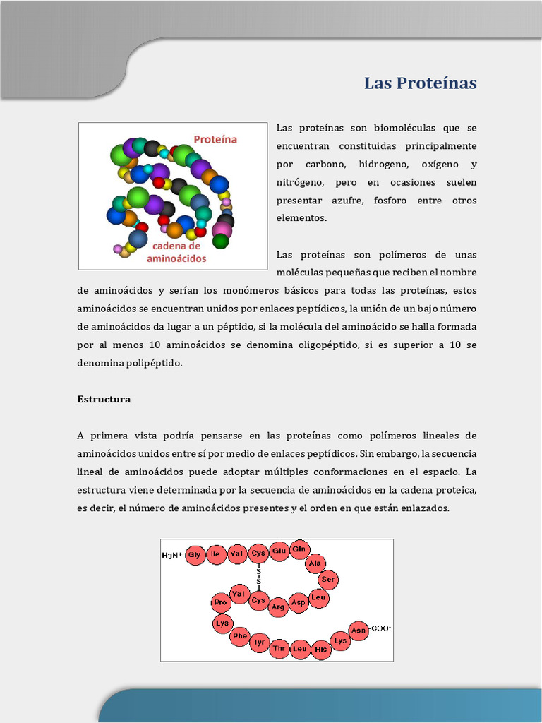 Las Proteínas - Estructura, Funciones, Importancia Médica | PDF ...