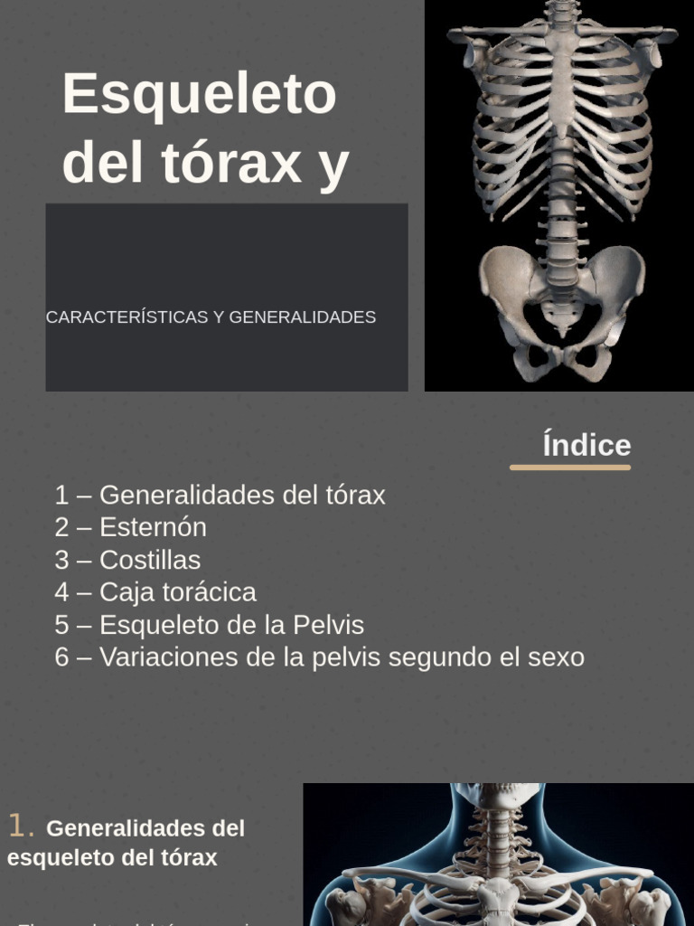 Esqueleto Torax e Pelvis Actualizado | PDF | Tórax | Pelvis