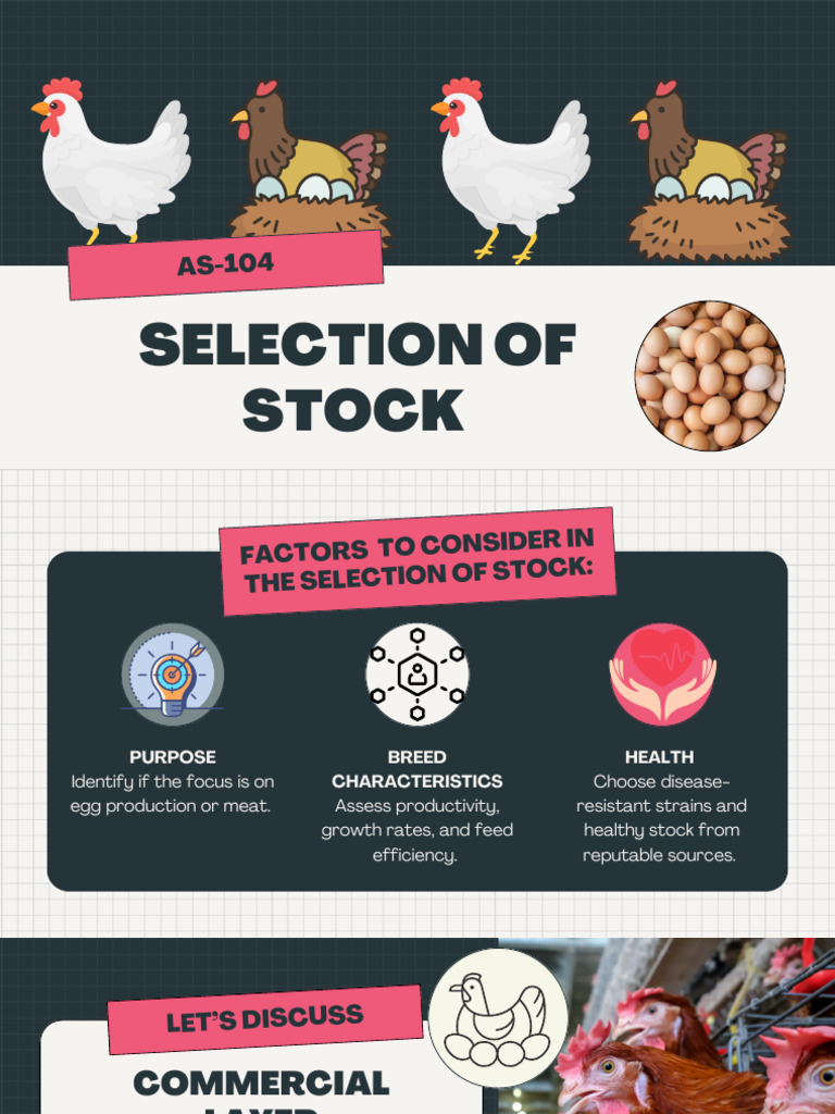 Factors for Selecting Poultry Stock | PDF | Broiler | Chicken