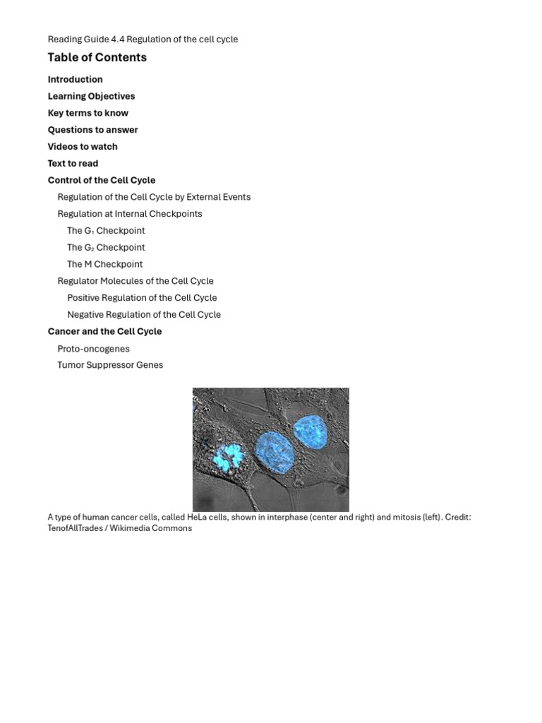 RG 4.4 Regulating The Cell Cycle | PDF | Cell Cycle | P53