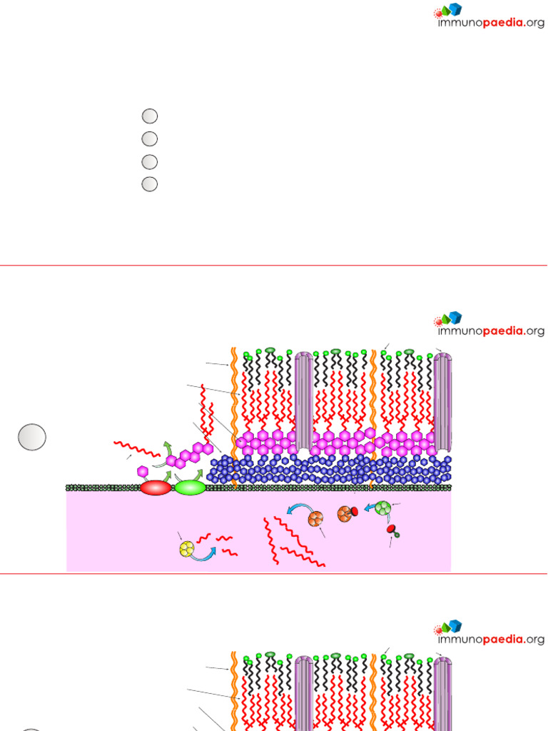 TB Second-Line Drug Action | PDF | Translation (Biology) | Biochemistry