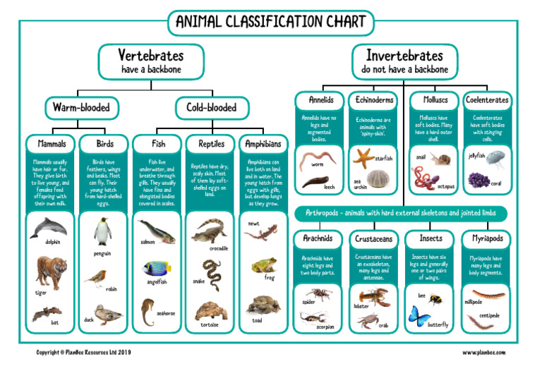 Animal Classification Chart Guide | PDF | Zoology