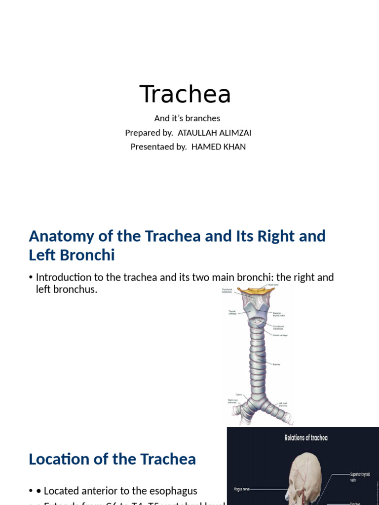 Trachea: and It's Branches Prepared By. ATAULLAH ALIMZAI Presentaed By ...