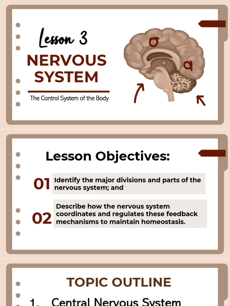 Overview of the Nervous System | PDF | Nervous System | Neuron