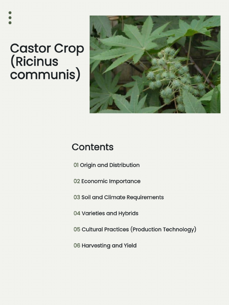 Castor Crop | PDF